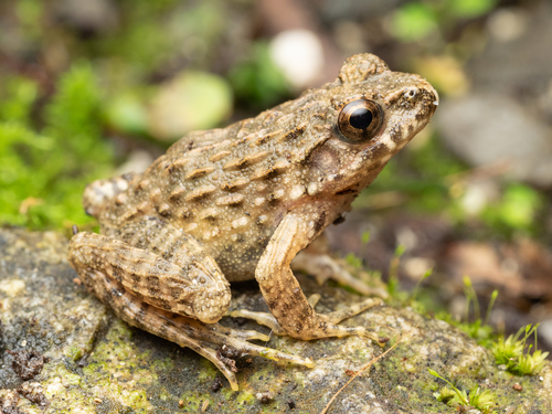 Partenogénesis en los anfibios – REVAFROG